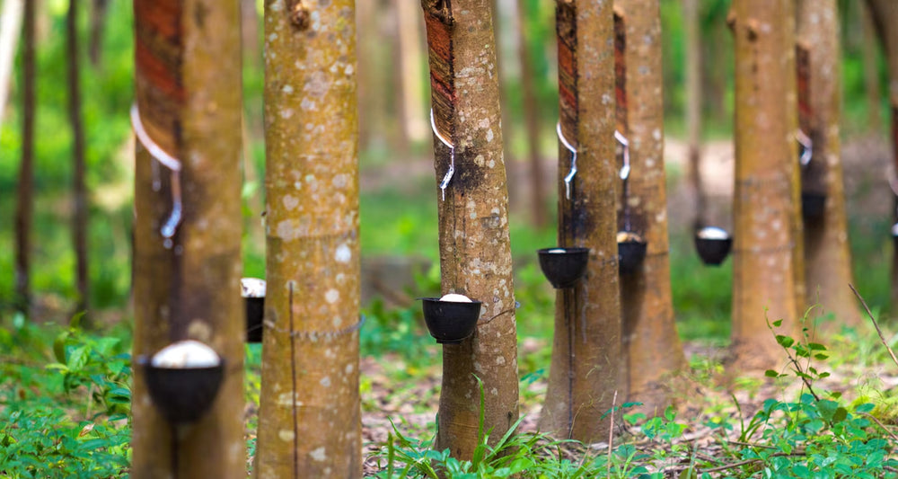 Why Is Malaysian Hevea Or Rubberwood So Good For Making Solid Wood Din ...